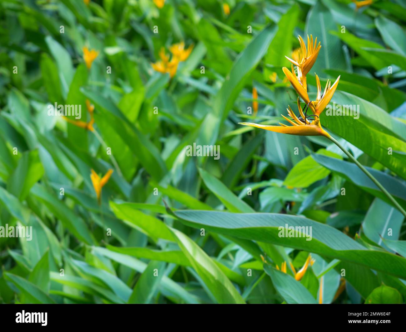 Bird of Paradise exotic strelitzia flower against green leaves flowers ...
