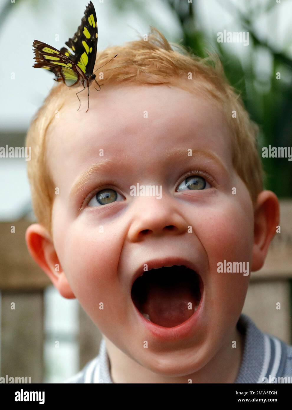 Three year old Luca gets excited as a butterfly lands on his head at ...
