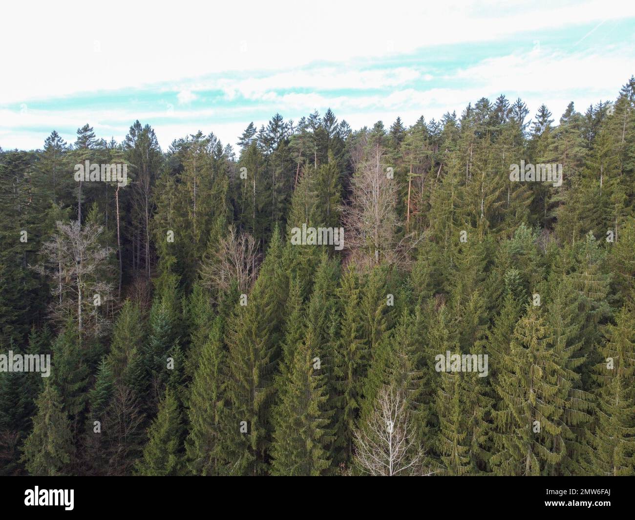 An aerial view of the forest in Bavaria with dense needle trees and ...
