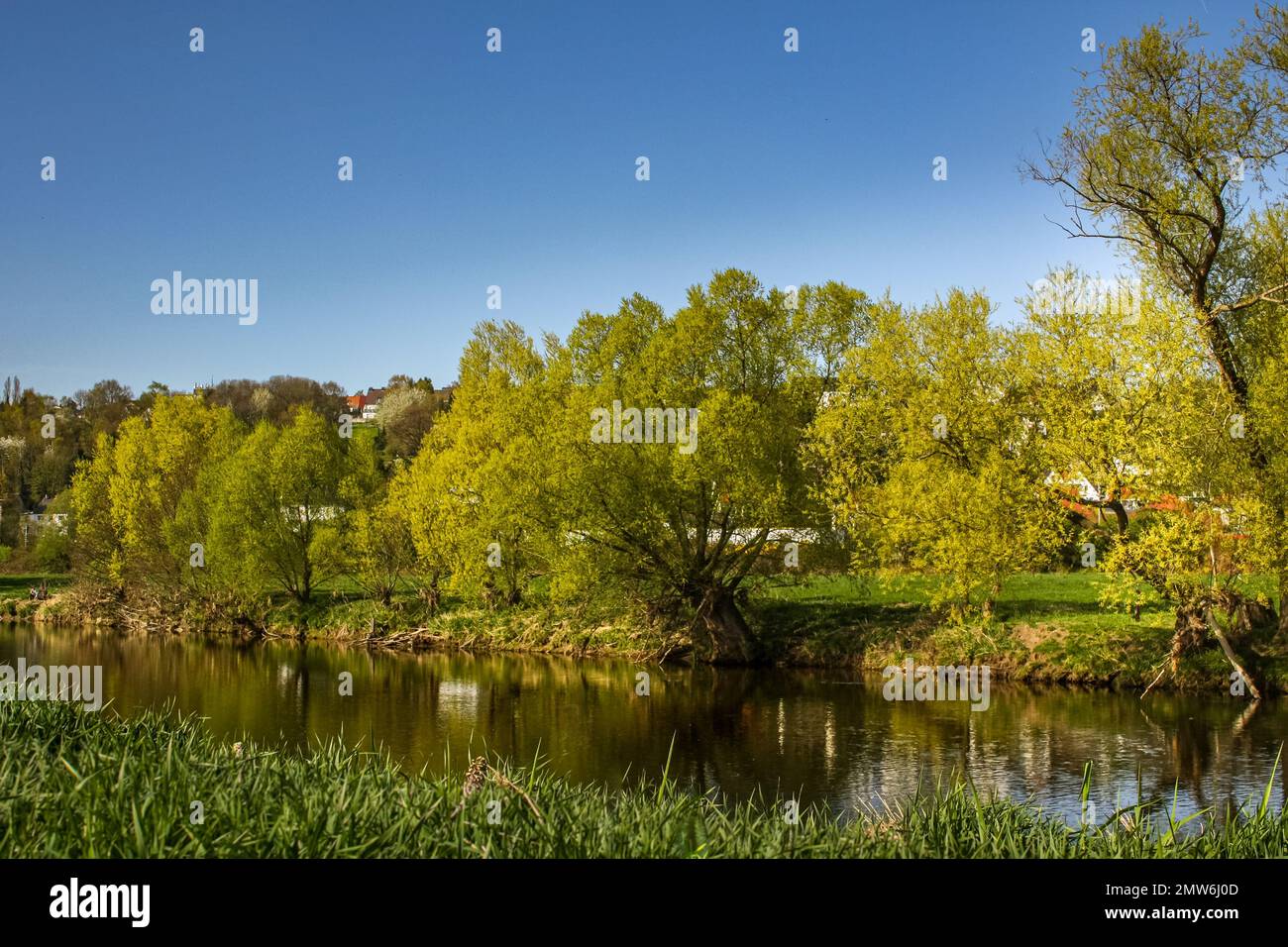 A view of a river floodplain. Lined with trees that tower far above the ...