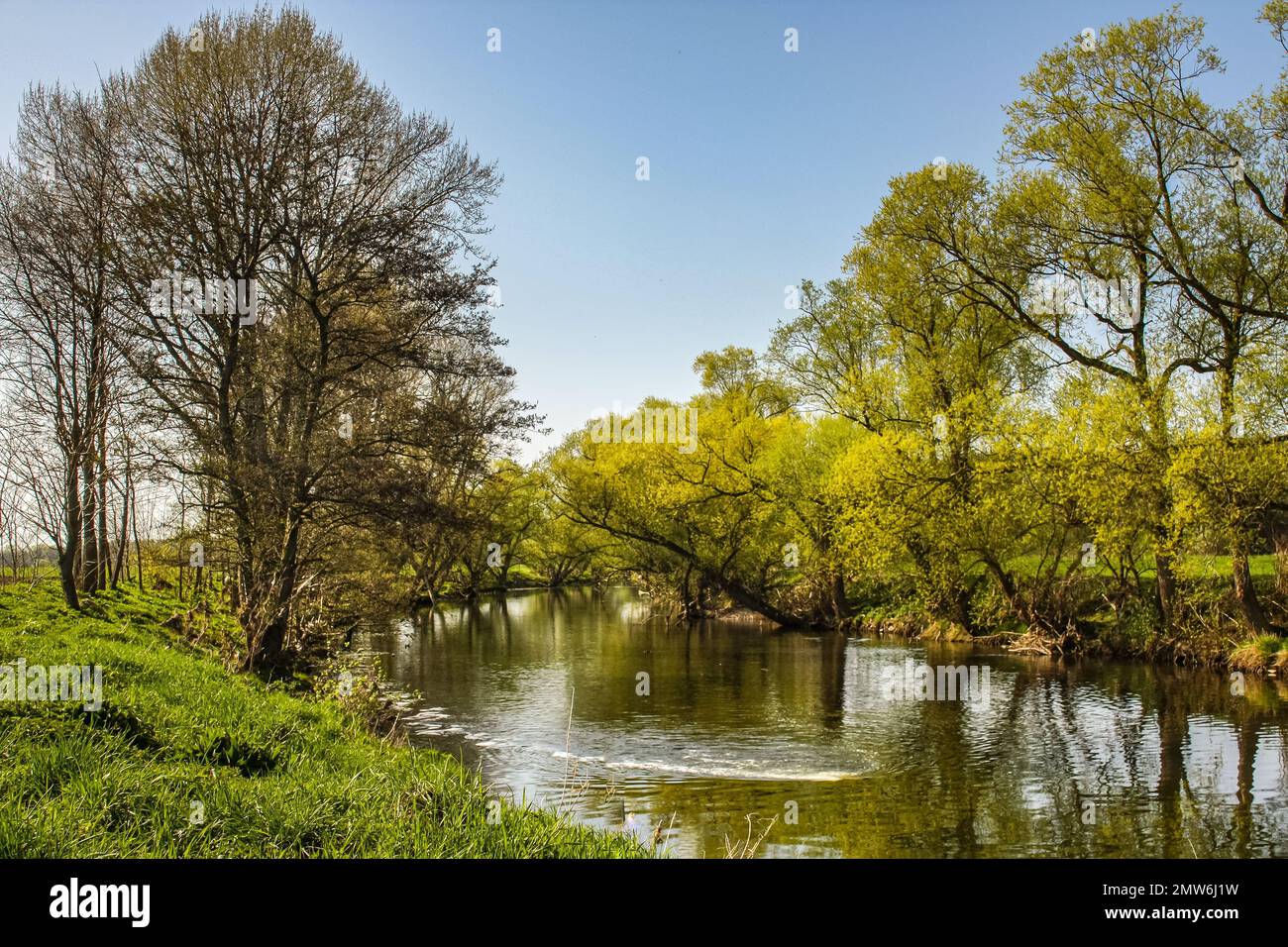 A view of a river floodplain. Lined with trees that tower far above the ...