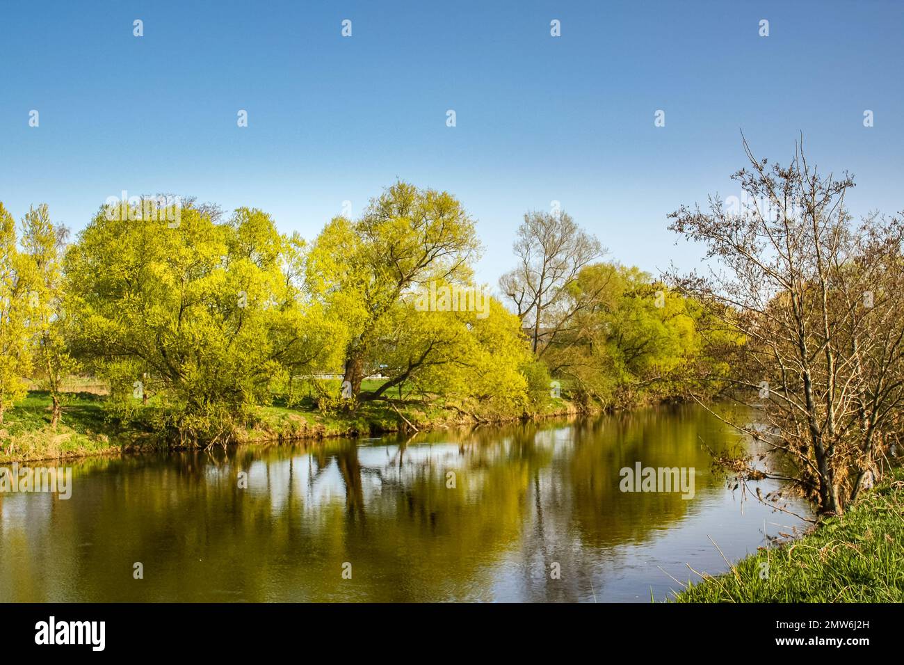 A view of a river floodplain. Lined with trees that tower far above the ...