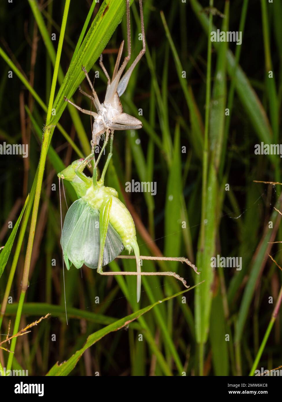Tropical bush cricket shedding its skin (ecdysis) in the rainforest at ...