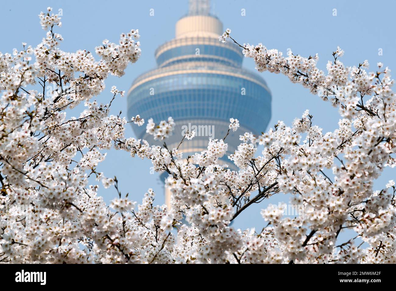 Cherry Blossoms bloom in front of the CCTV Tower during spring festival ...