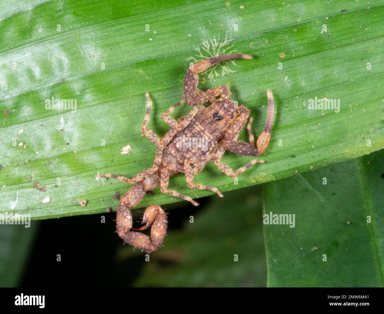 Bark scorpion and south america hi-res stock photography and images - Alamy