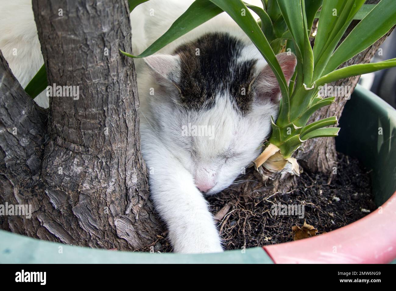 Cute white cat sleeping under a palm tree Stock Photo - Alamy