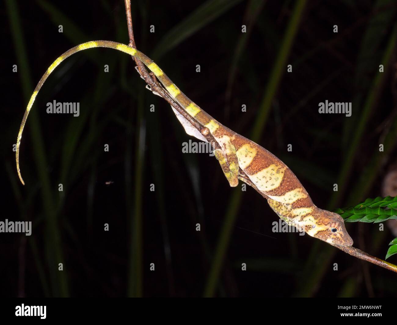 Banded tree anole (Anolis transversalis), roositiing at night in the ...