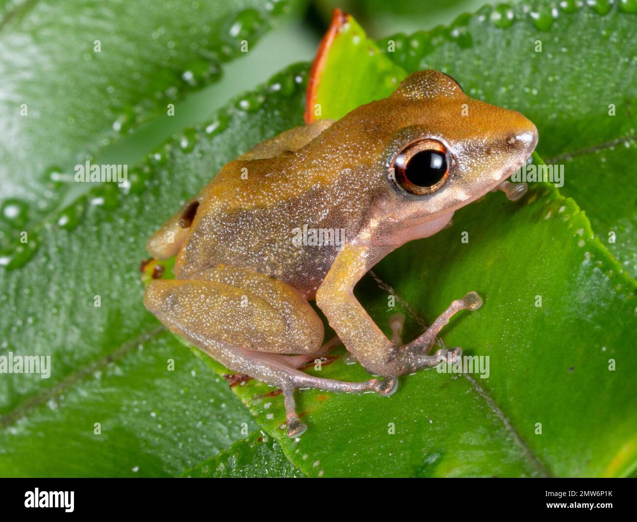 Variable Rain Frog (Pristimantis variabilis) on a leaf in the ...