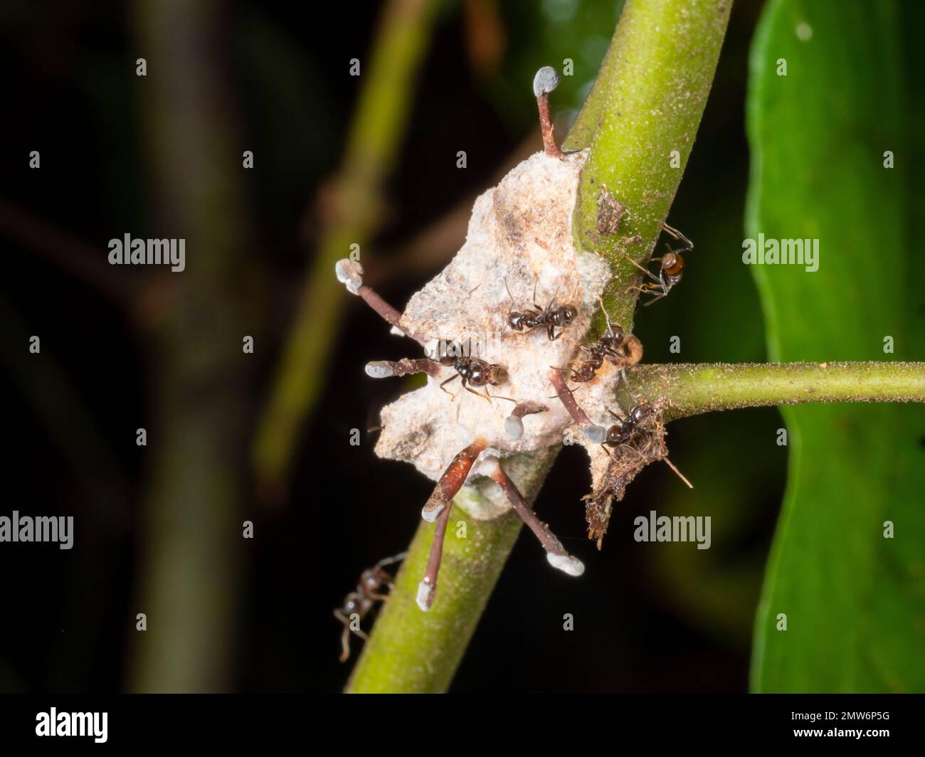 Fungal fruiting bodies growing out of an ant nest attached to a plant ...