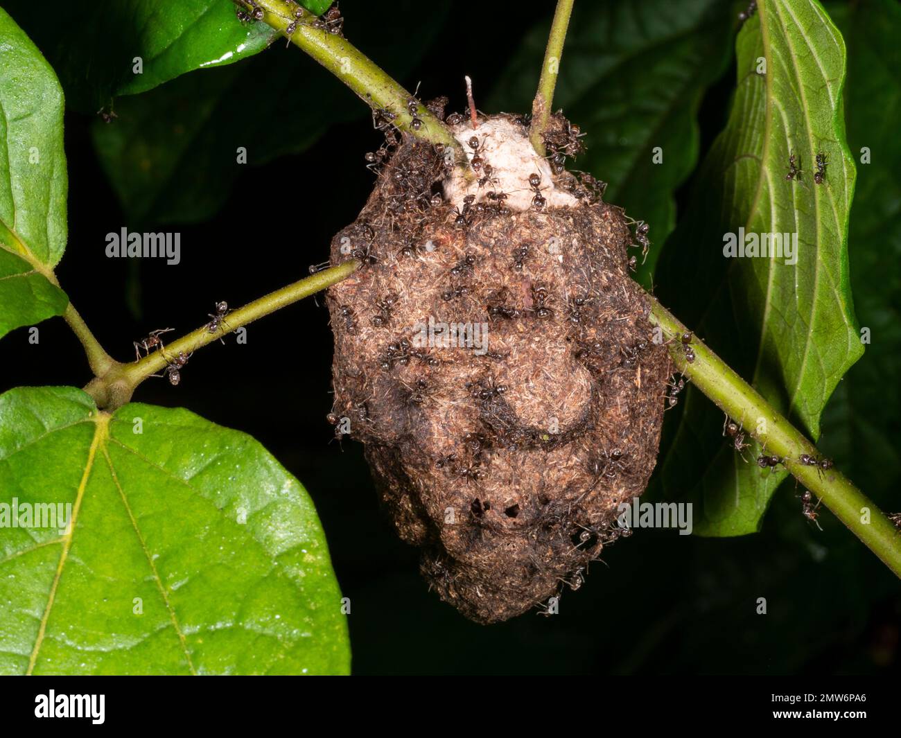Fungal fruiting body (at top of this mature nest) growing out of an ant ...
