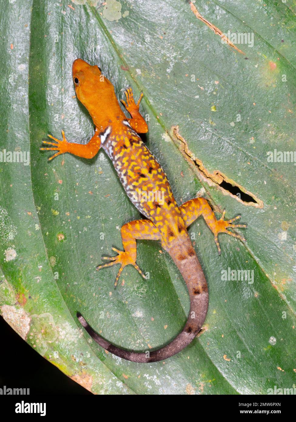 Collared Gecko (Gonatodes concinnatus) adult male in breeding ...