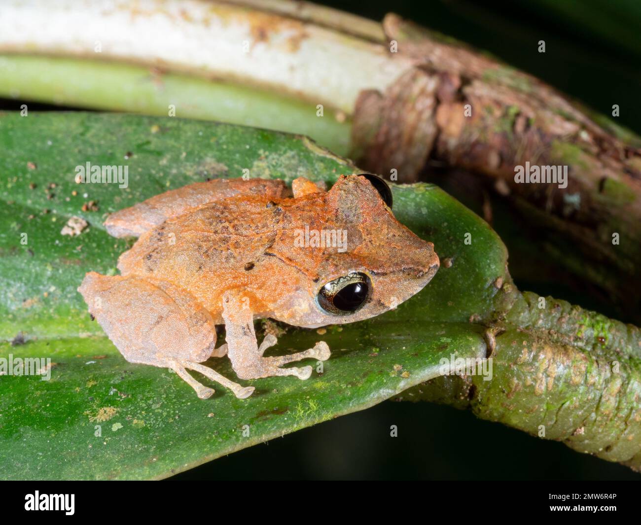Kichwa Rain Frog (Pristimantis kichwarum), in the rainforest understory ...