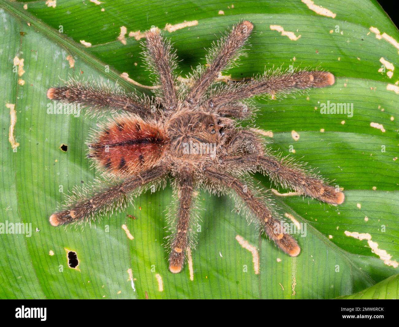 A large Pink-Toed Tarantula (Avicularia sp.) on a leaf of an understory ...