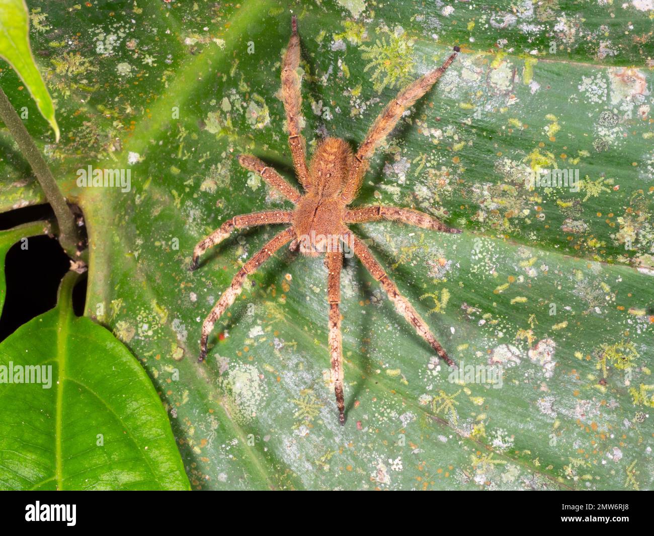 The highly venomous Brazilian Wandering Spider (Phoneutria fera) on a ...
