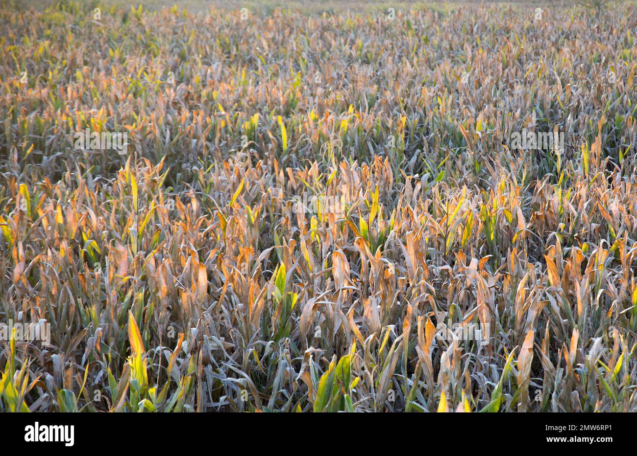 Yellowish corn field at the beginning od autumn Stock Photo - Alamy