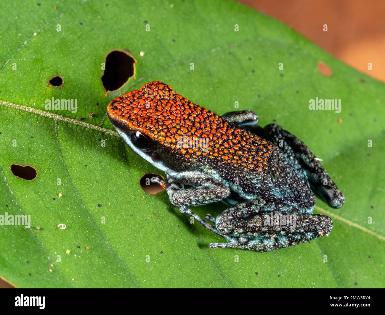 Ruby poison frog (Ameerega parvula) In tropical rainforest in the ...