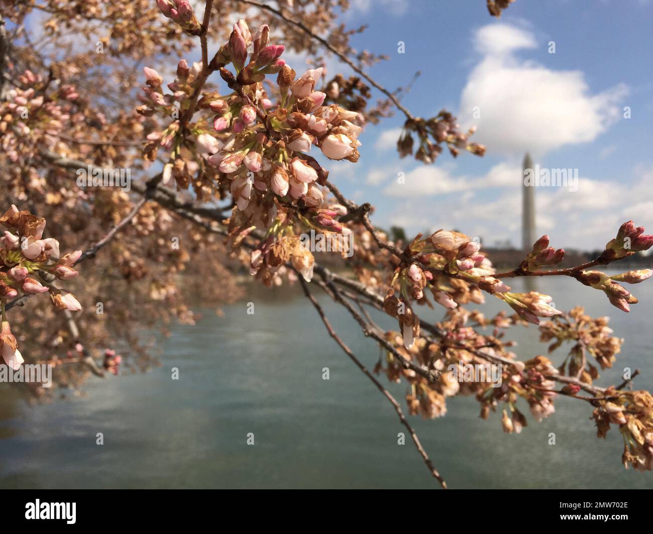 In this photo taken Sunday, March 19, 2017, shows Washington's famous ...