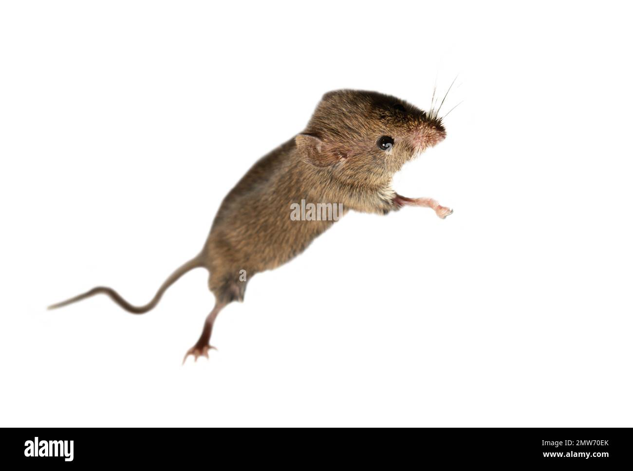 Swiss (house) mice (Mus musculus) constantly accompanies to human ...