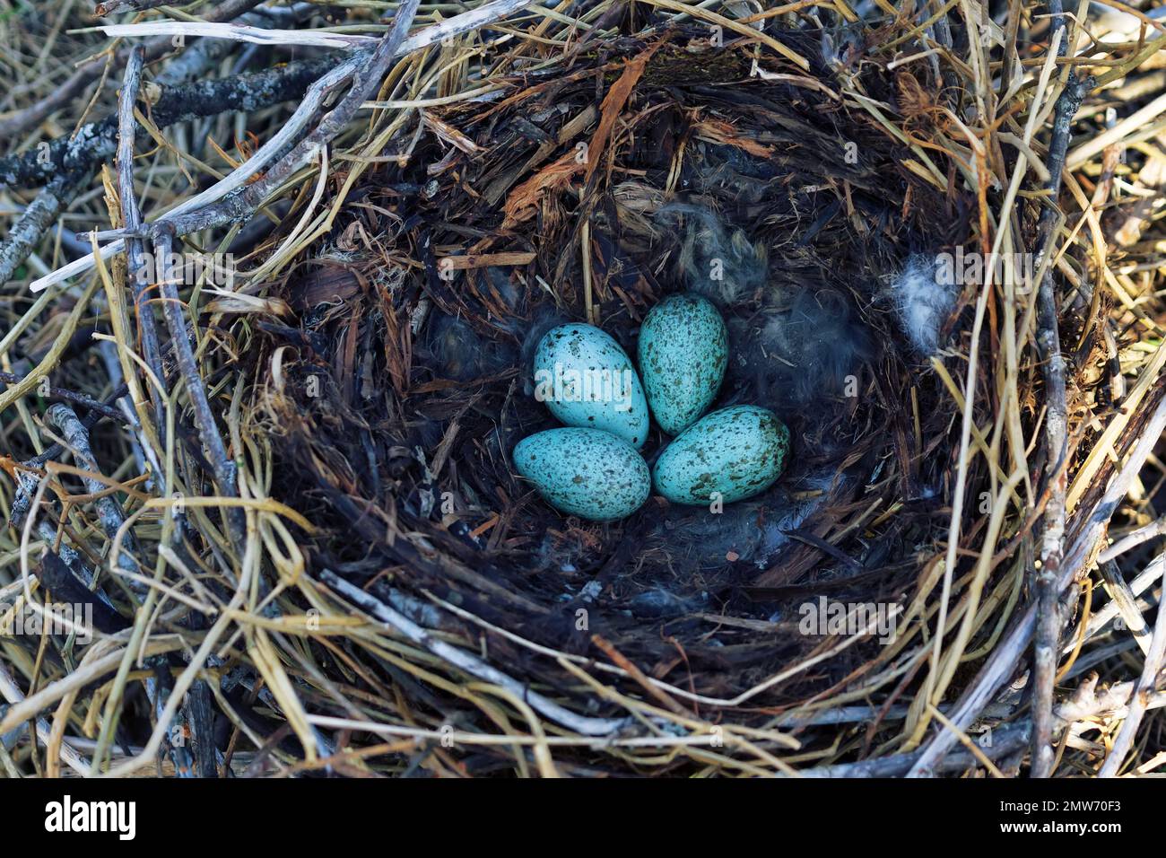 Nidology, study of birds nest. Hooded crow (Corvus cornix) nest. Clutch ...