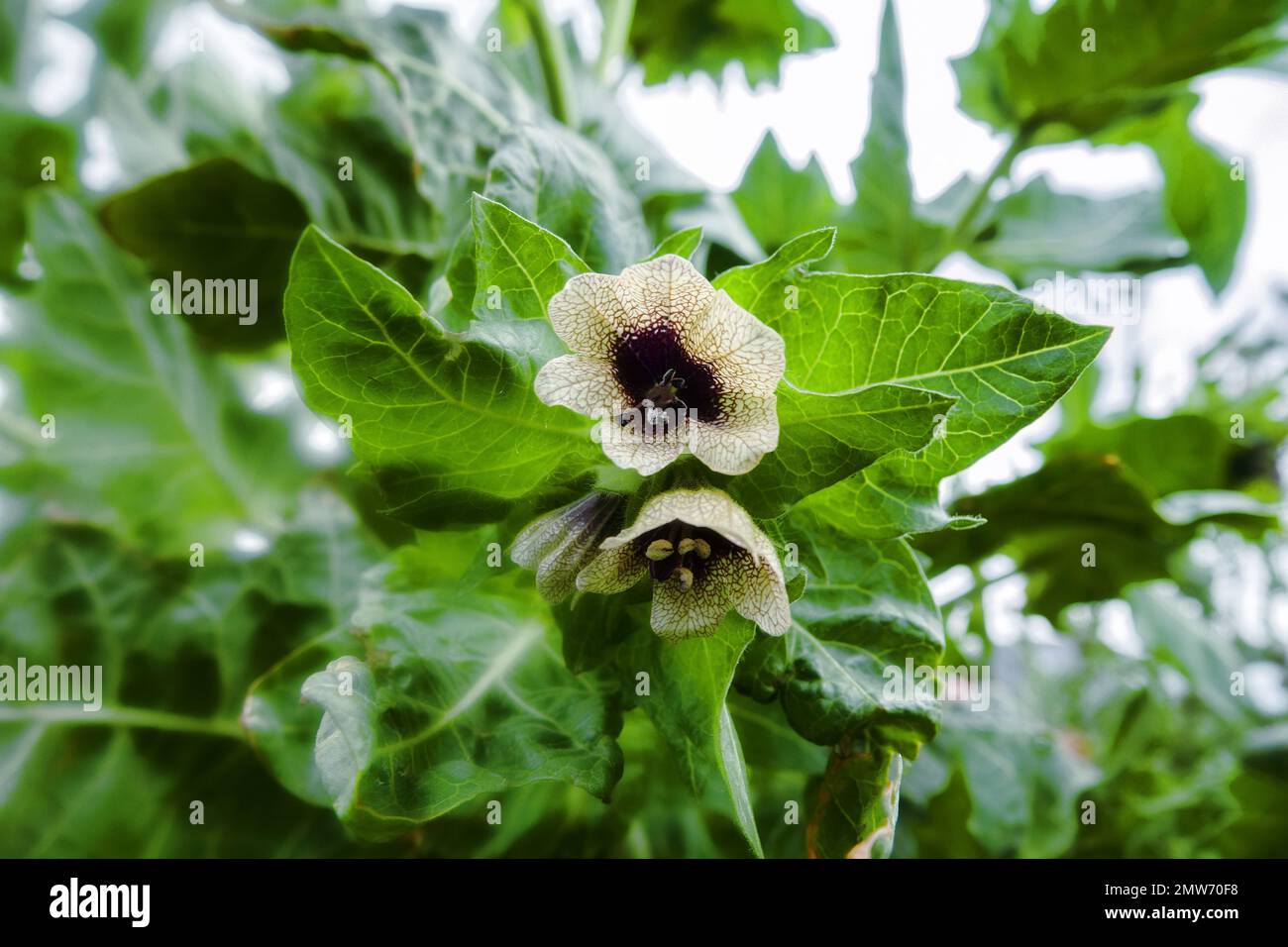 Black henbane (Hyoscyamus niger). Photos flowering plant in the counter ...