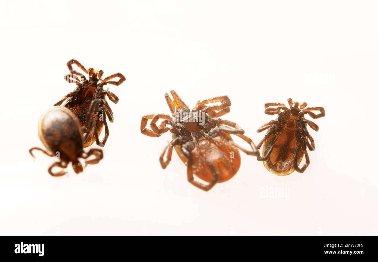 This ticks was removed from a dog in a broad-leaved Europian forest ...