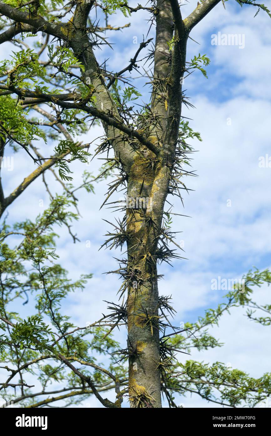 Thorney locust (Gteditschia triacanthos) is super-prickly tree from ...