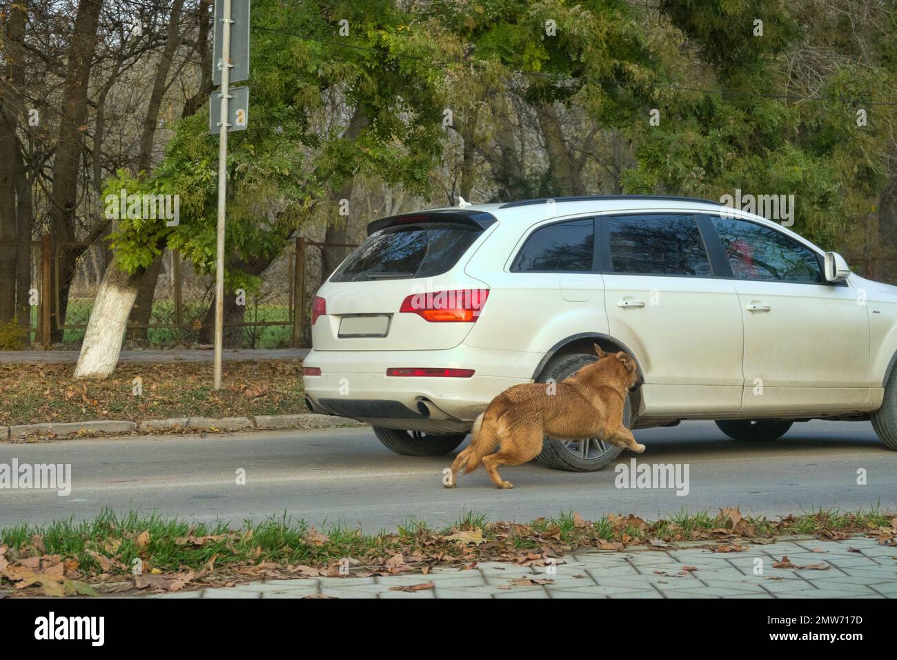 Dog biting car hi-res stock photography and images - Alamy