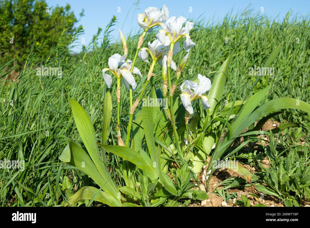 Probably Siberian white iris (Iris sibirica) or a cultural form. A ...