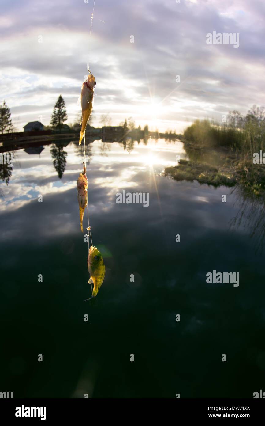 Village fishing - a joyful set. Three ruffs were caught and one ...