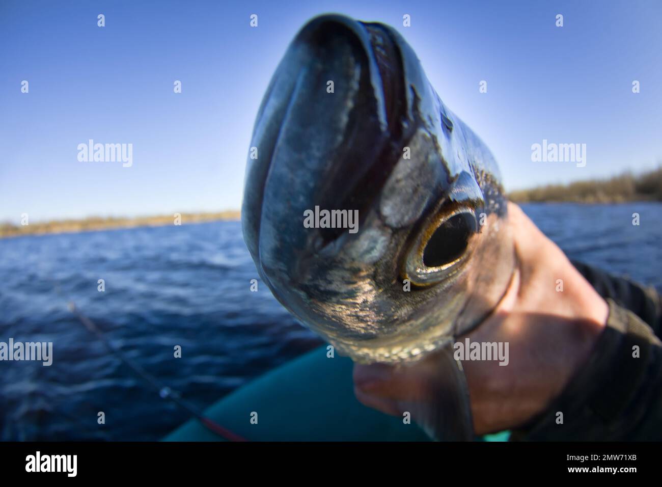 Sabrefish portraits hi-res stock photography and images - Alamy