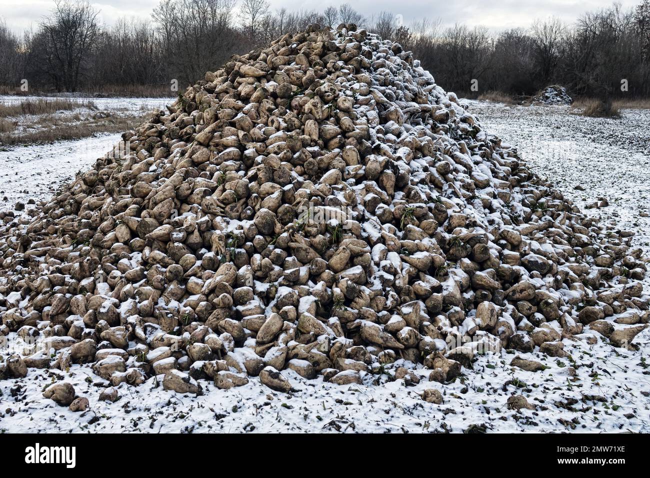 Sugar-beet growing, olericulture. Root crop are harvested before frosts ...