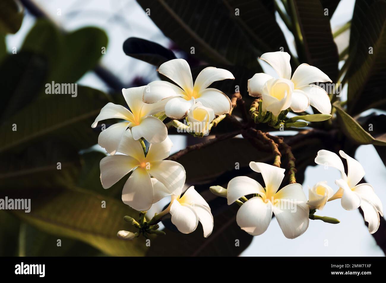 Thai flower gazebo and plumeria blossom branch Stock Photo - Alamy