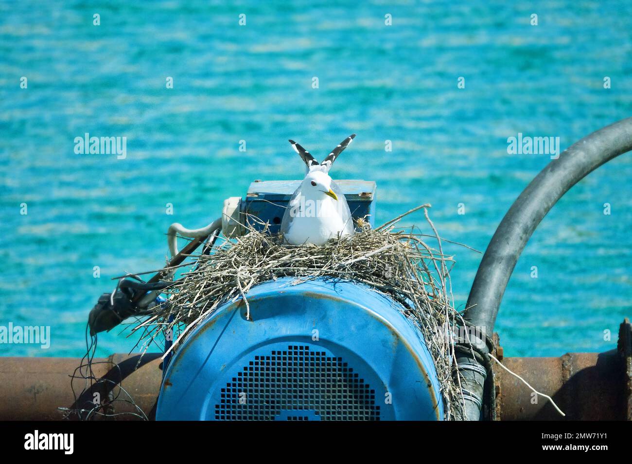 Extremely unusual house. Common gull (Larus canus) built nest on ...