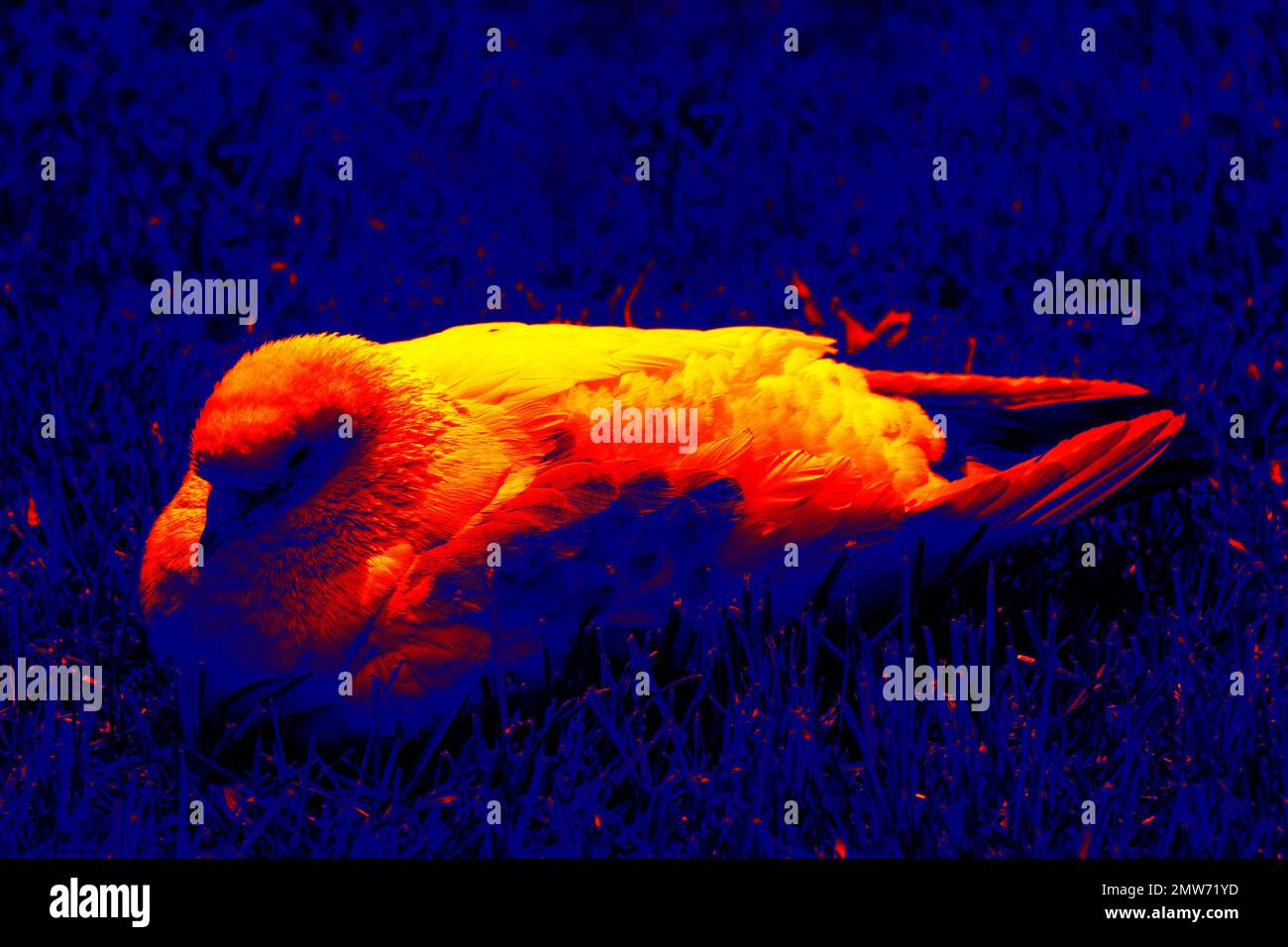 Sick bird (pigeon), avian influenza. Illustration of thermal image ...