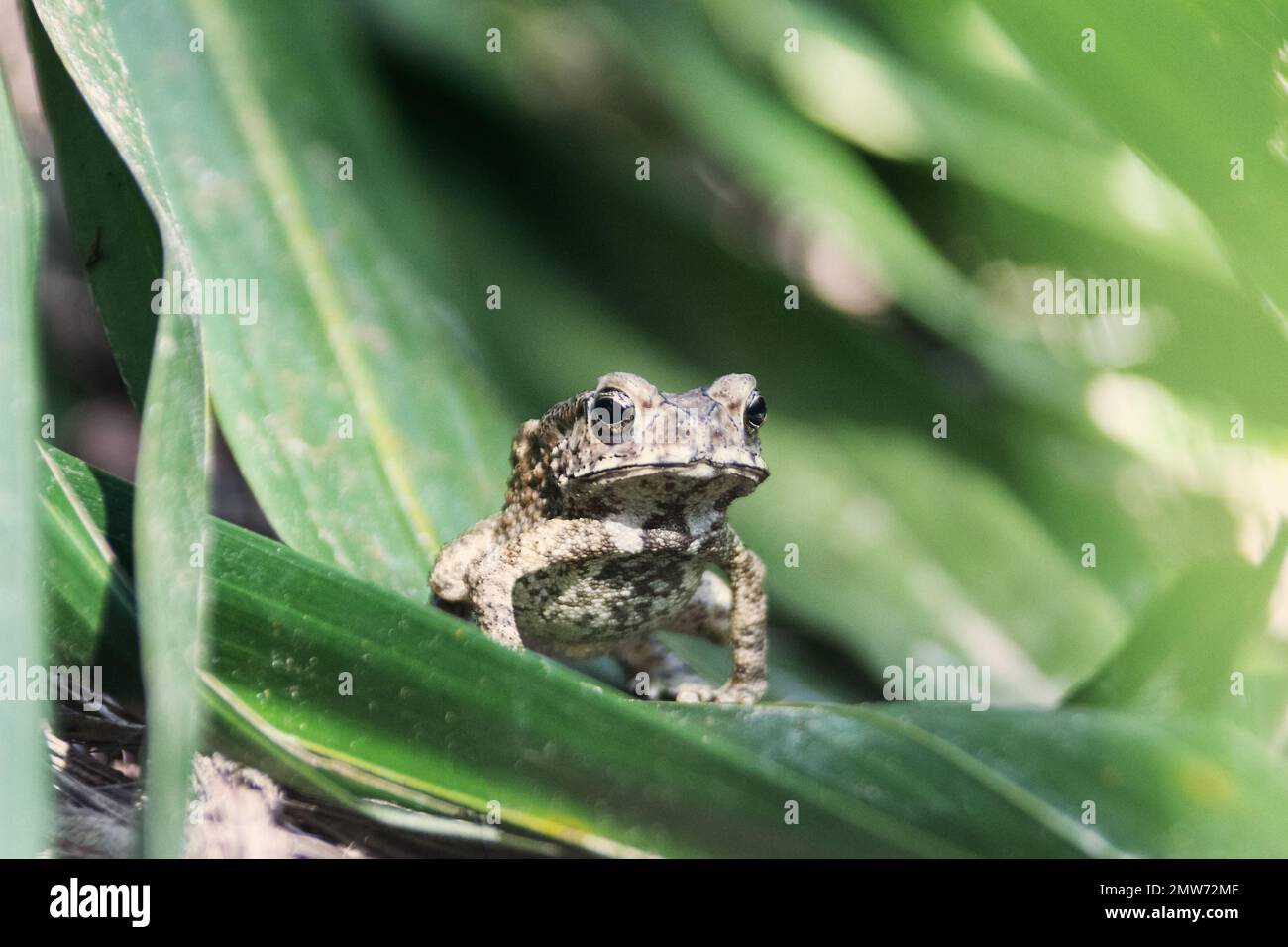 Frog from thailand hi-res stock photography and images - Alamy