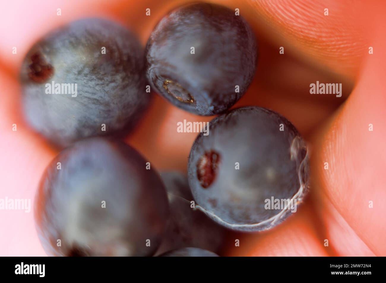 Blueberries berries in palm of your hand. Extreme close up macro ...