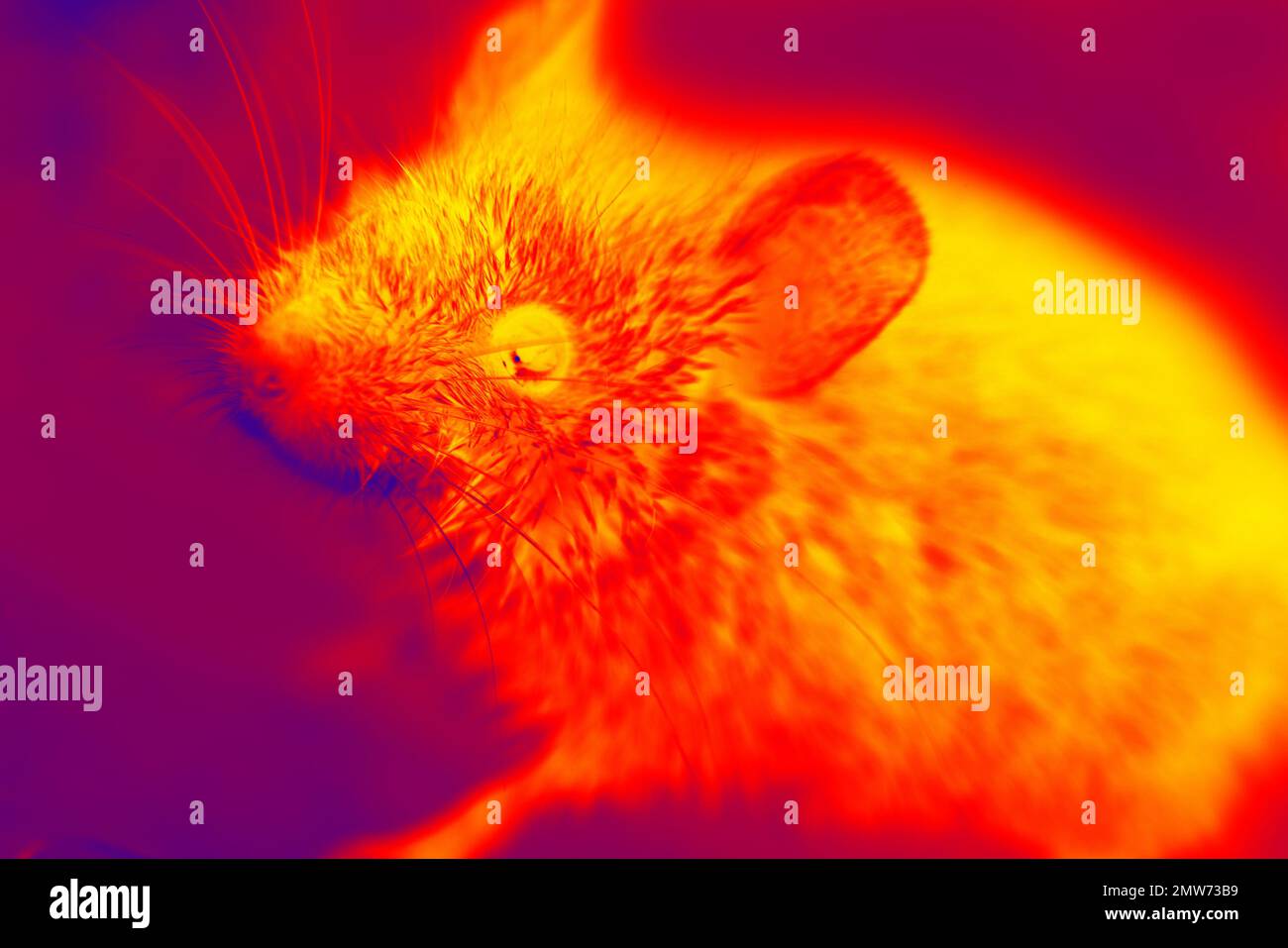 A gray mouse with big eyes in close-up. A wild animal has entered the ...