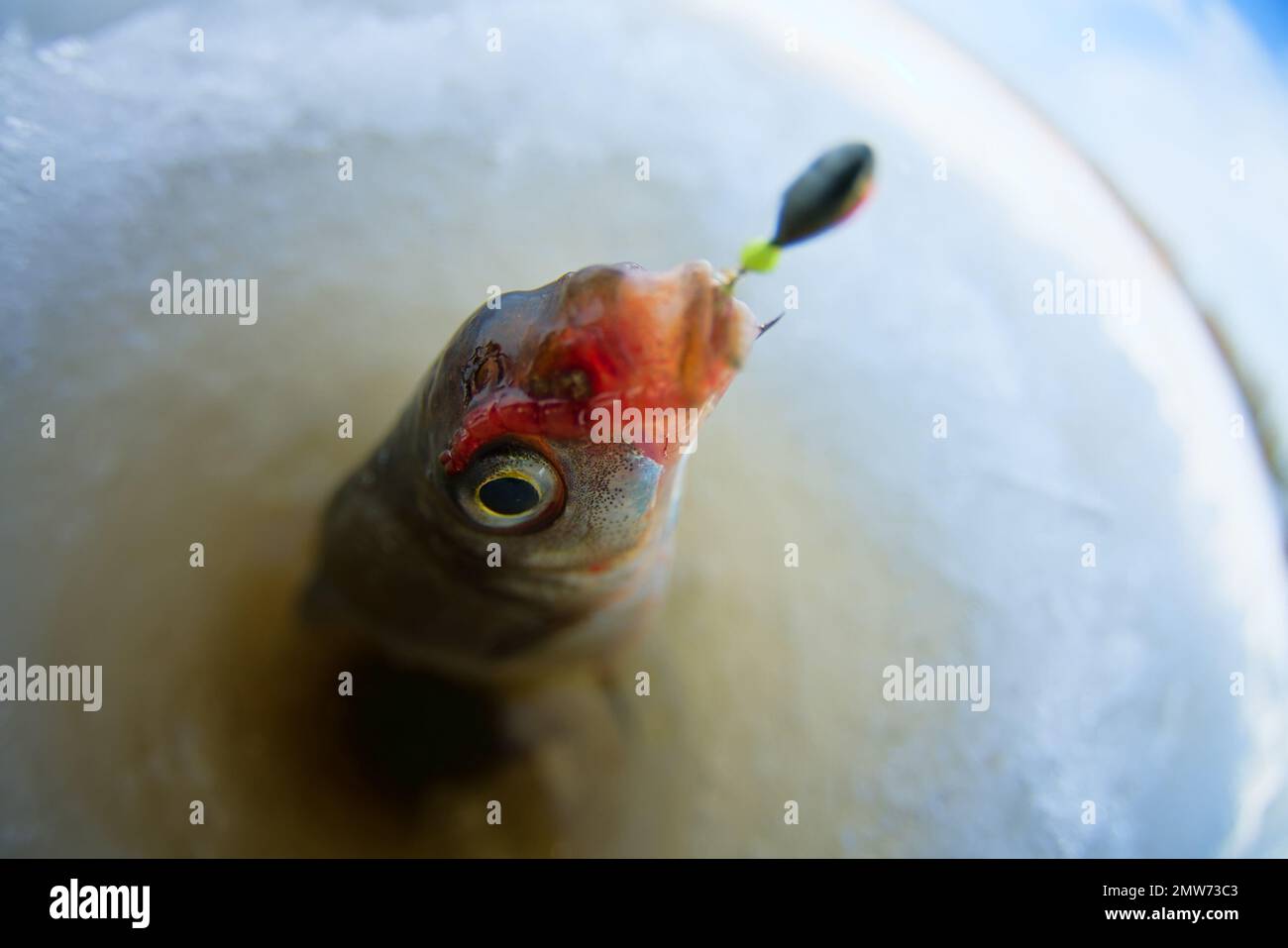 Ice recreational fishing. A picture of ruff fishing with a hole and ...