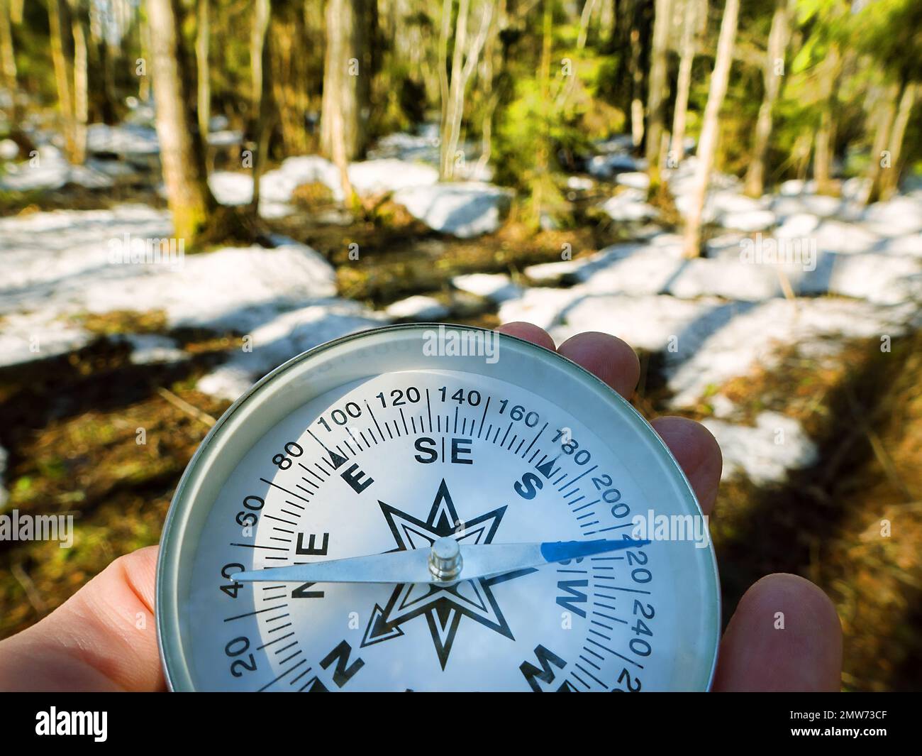 Tourism and orientation in the winter forest. A snow-covered pine ...
