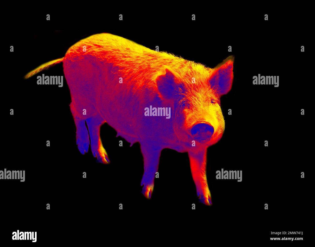 The red breeding pig, sow. Illustration of thermal image on black ...