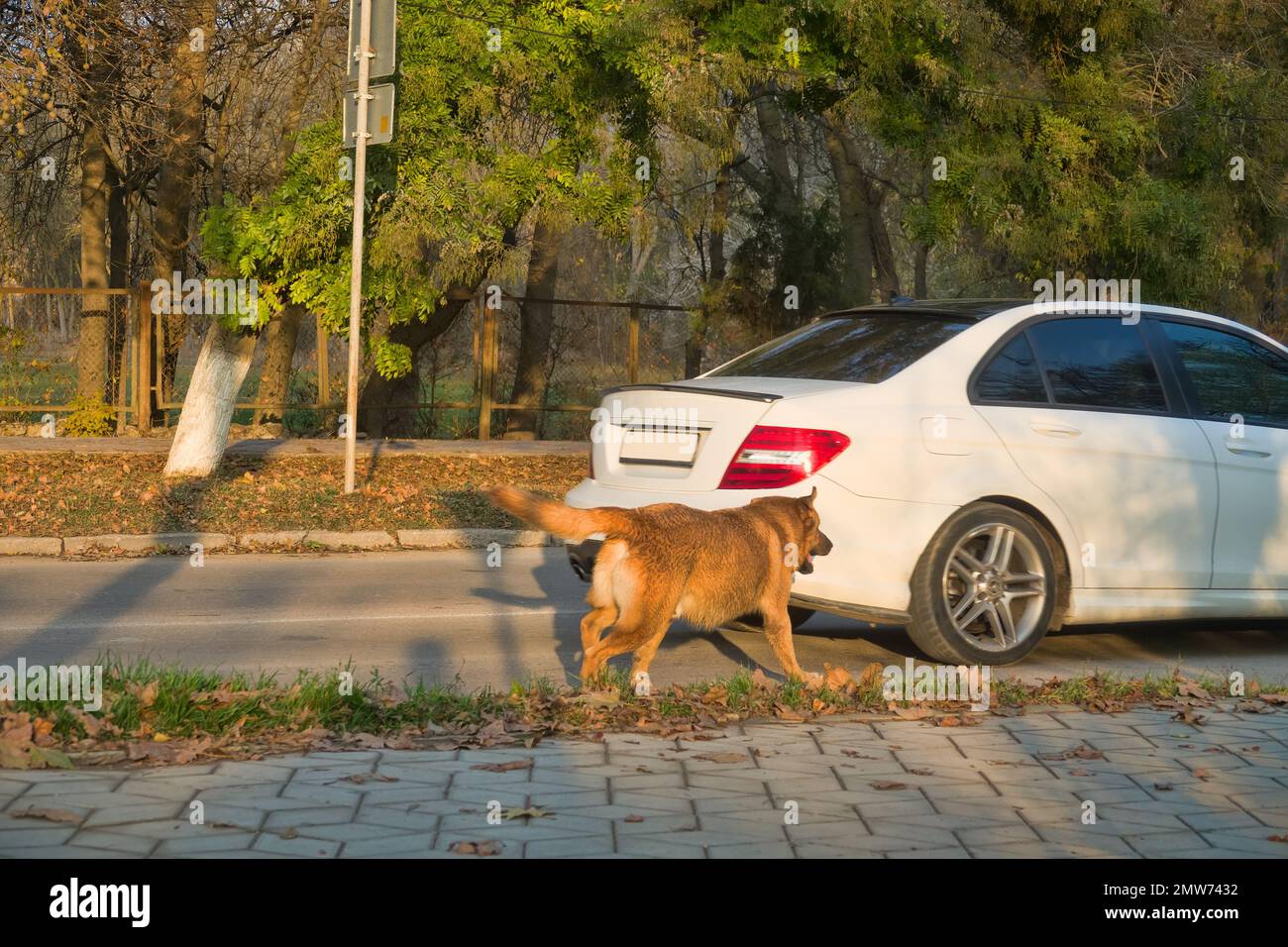 Angry dog barks at moving cars on the road Stock Photo - Alamy