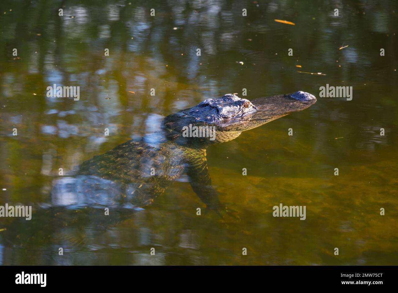 American Alligator Swimming in Everglades with colorful reflection in ...