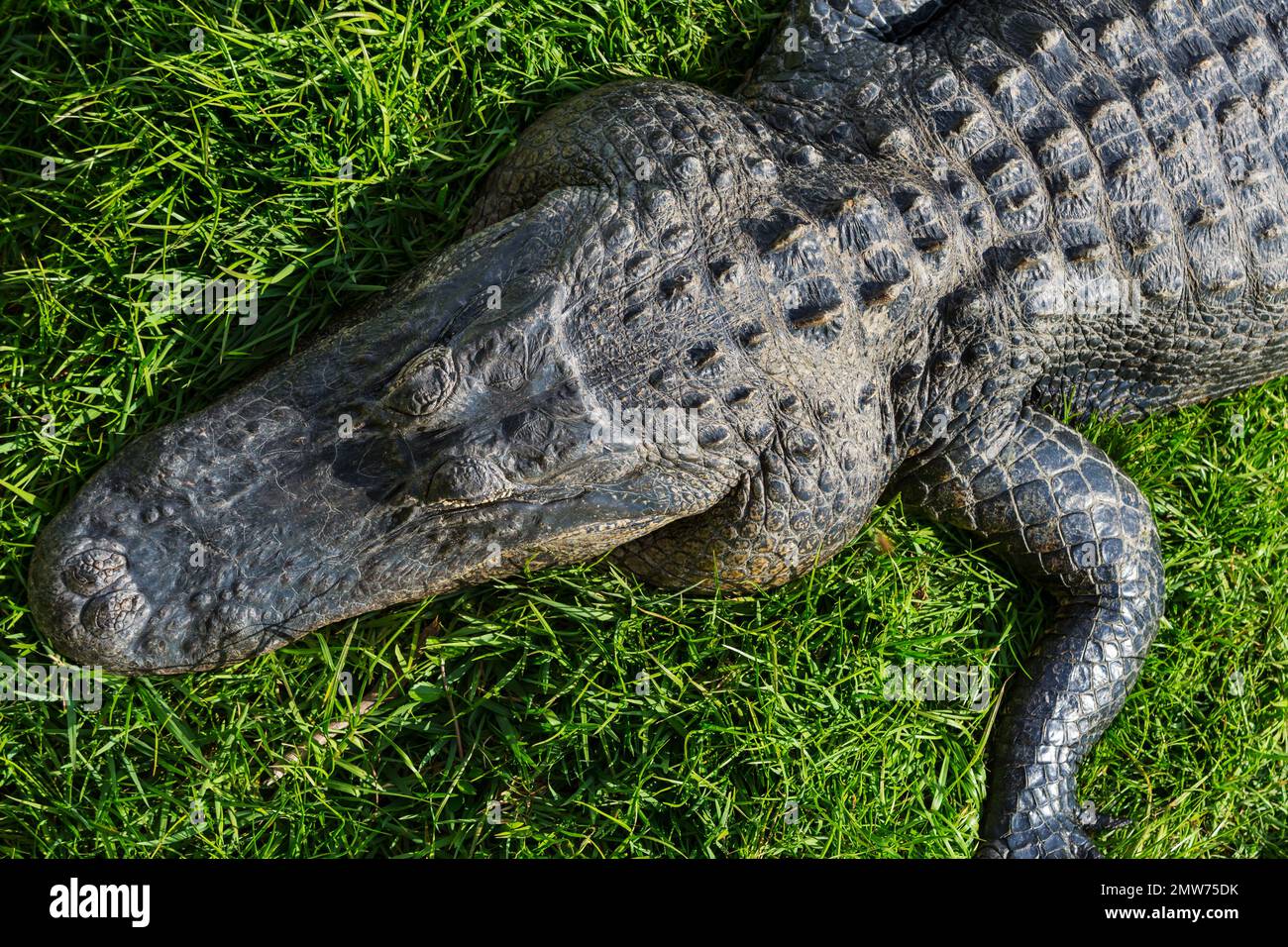 American Alligator Swimming in Everglades with colorful reflection in ...