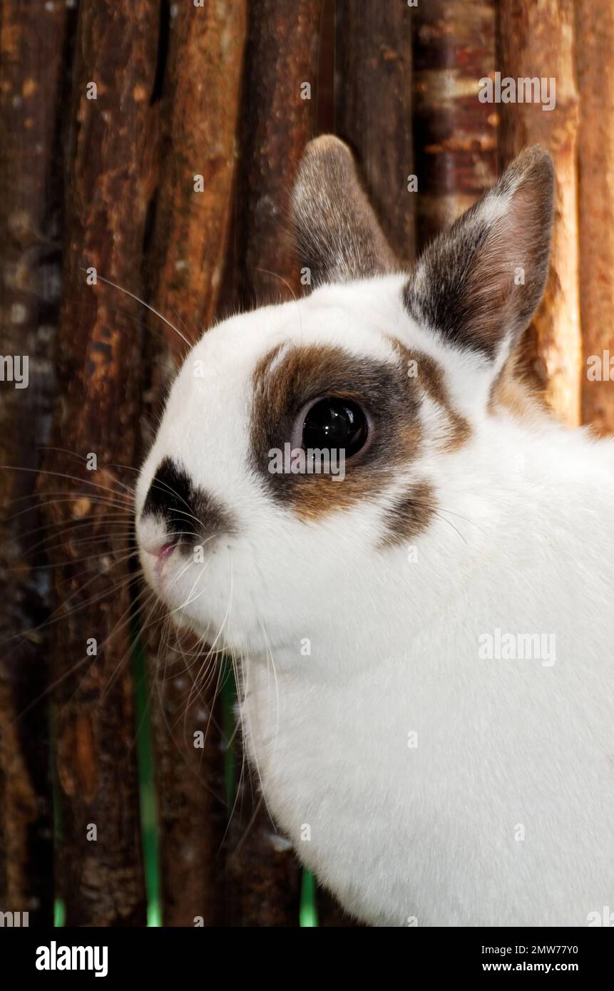 Beige and white rabbit hi-res stock photography and images - Alamy