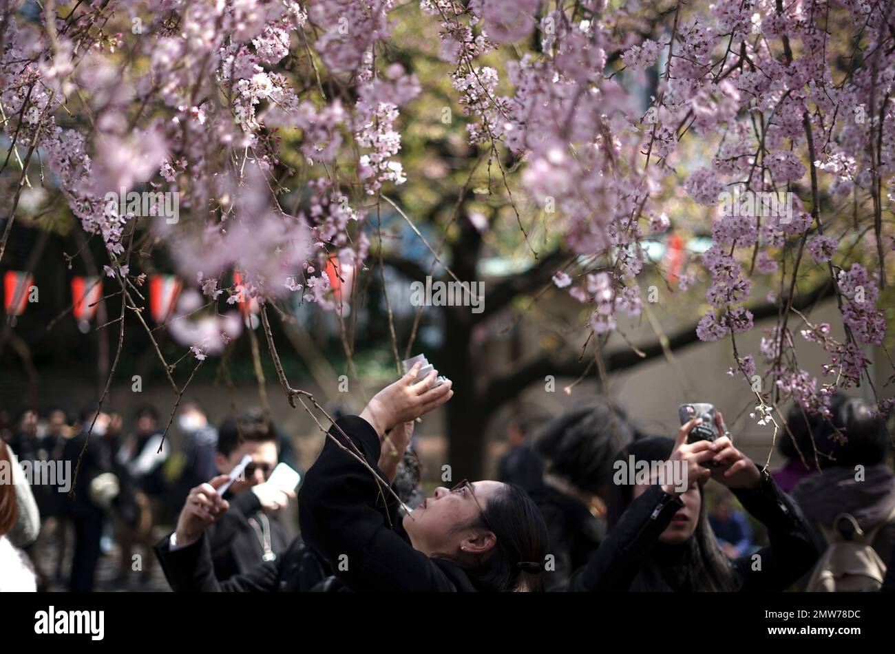 Visitors take a picture of blooming cherry blossoms at Ueno Park in ...