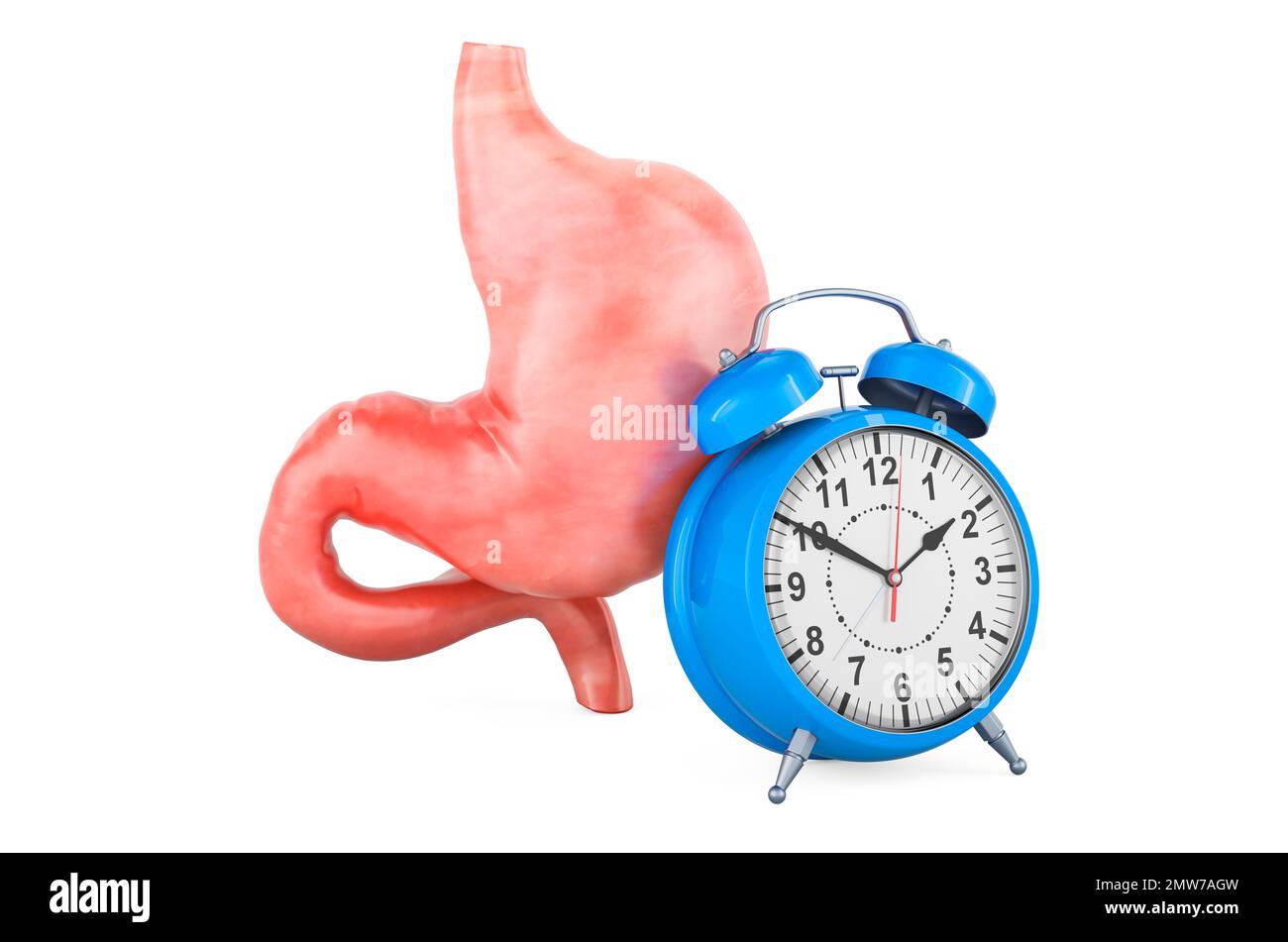 Human stomach with alarm clock. First aid and treatment of stomach ...