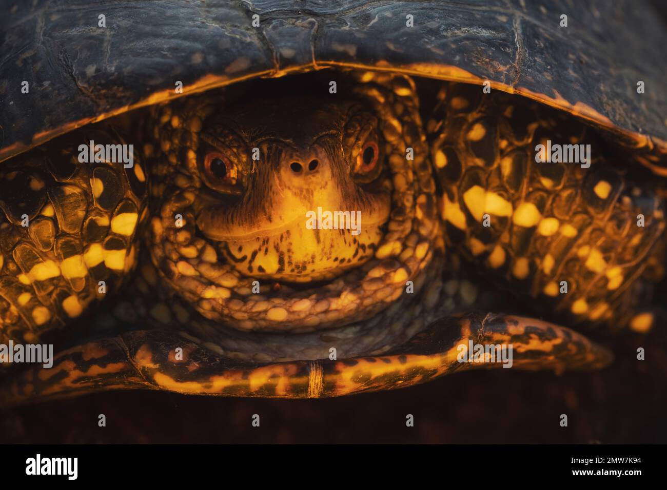 Giant soft shelled turtle hi-res stock photography and images - Alamy