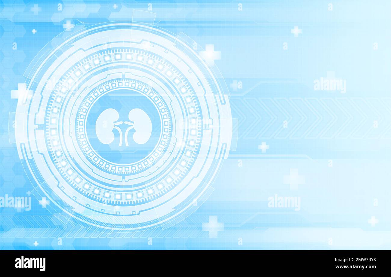 Glowing projection nephrology medical hud screen with human kidney ...