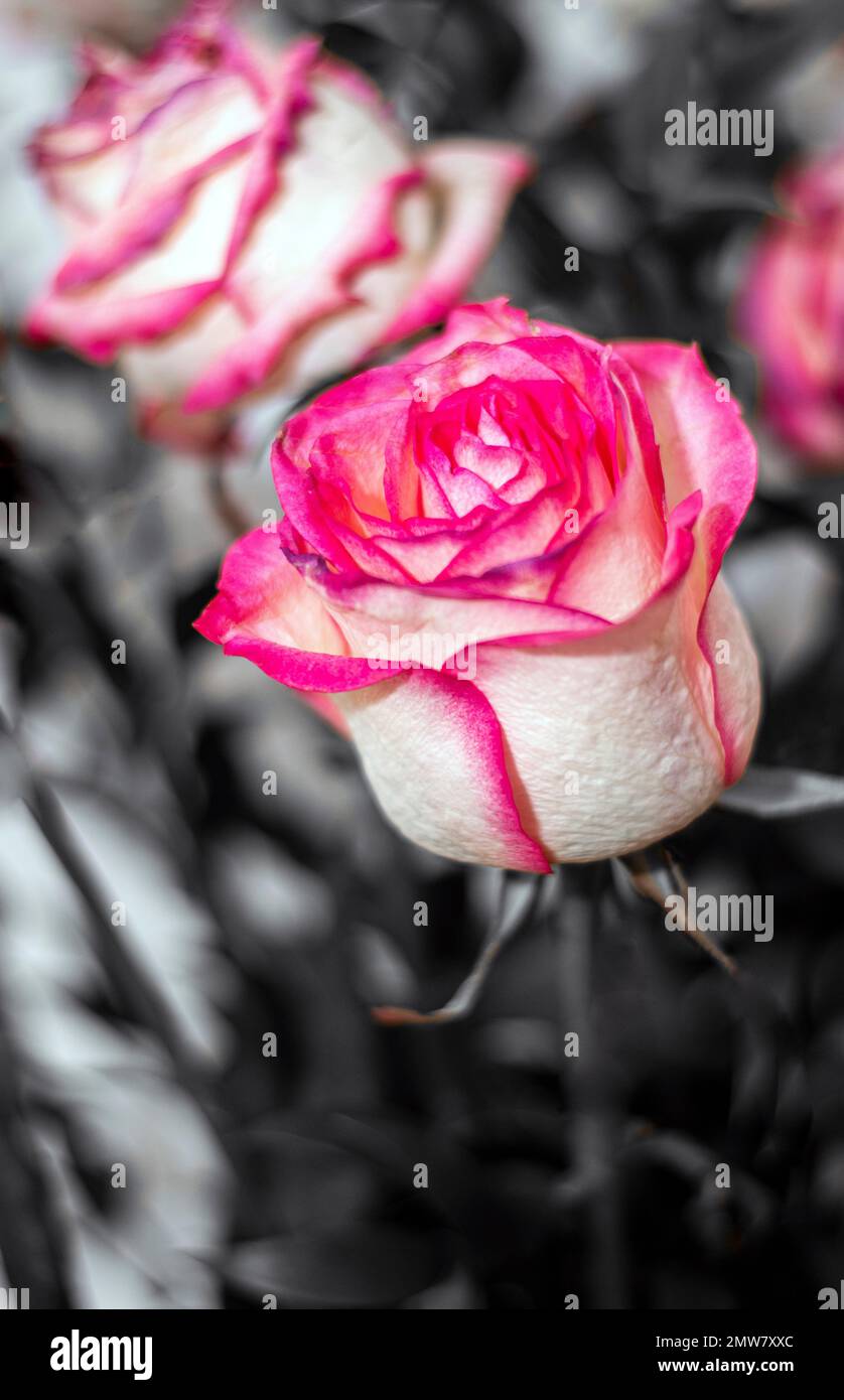 Detail of a rose with the background blurred and selective color. Soft ...