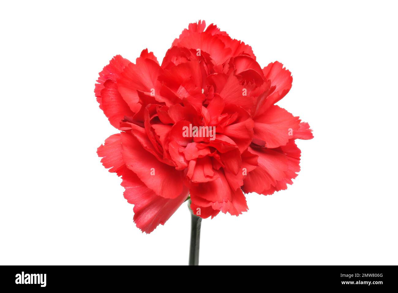 Single red carnation flower isolated against white Stock Photo - Alamy